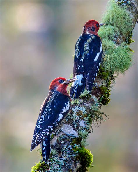 Red Breasted Sapsucker