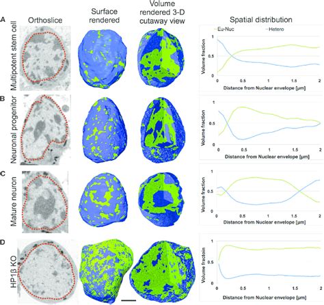 Spatial Distribution Of Chromatin Download Scientific Diagram