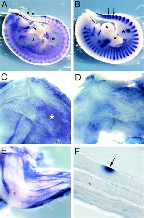 Cd34 Expression During Skeletal Muscle Development A And B Whole Download Scientific Diagram