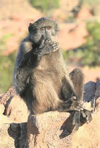 Bobbejane Verstaan Gekruide Taal Netwerk24