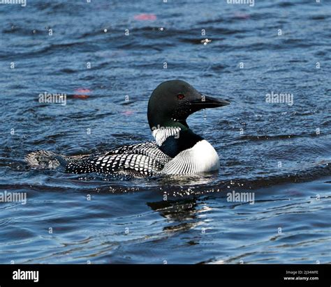 Loon Close Up Profile Side View Swimming In The Lake In Its Environment