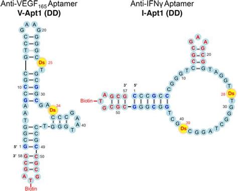 Aptamers Nucleic Acid Based Molecular Recognition Elements For