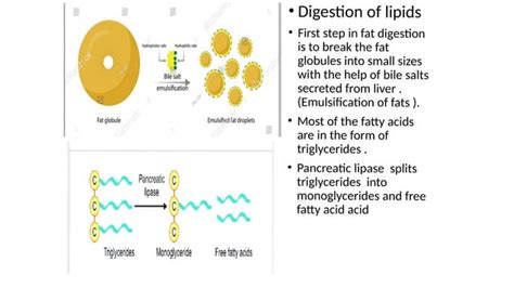 Digestion And Absorption In Duodenum And Small Intestine Ppt