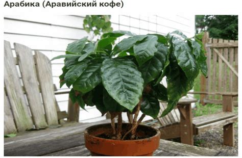 Кофейное дерево: уход и выращивание, фото