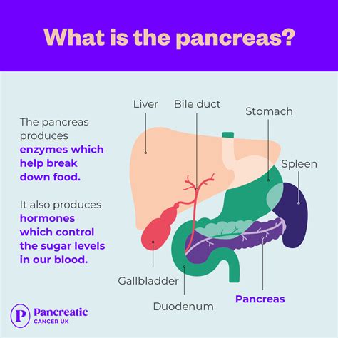 Pancreas Function In Digestive System Bbc Bitesize