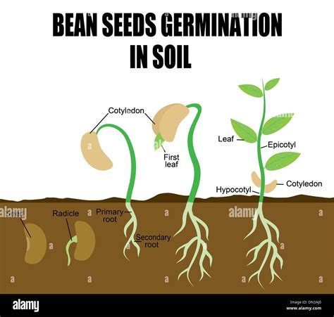 germination of seed diagram how to draw seeds germination