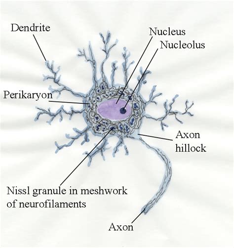 Neurofibrils