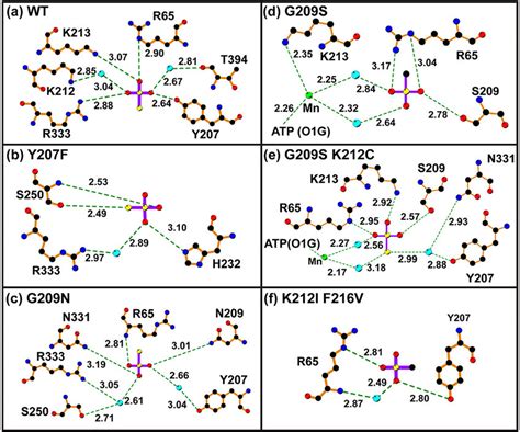 Hydrogen Bonding Networks In The Pepck Co 2 Binding Pockets With A