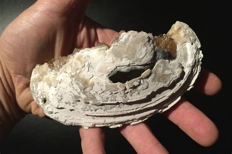 Calcite Fossil Canoe Clam