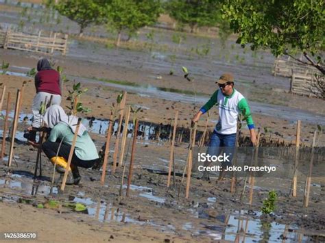 자원봉사자들이 함께 모여 2022년 6월 26일 인도네시아 타라칸에서 열린 맹그로브 재조림 프로젝트의 깊은 진흙 속에 어린 나무를 심습니다 강에 대한 스톡 사진 및 기타