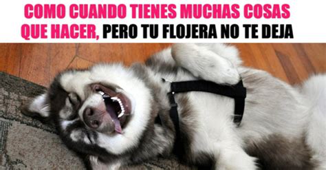 15 Memes De Perritos Felices Que Te Alegrarán El Día