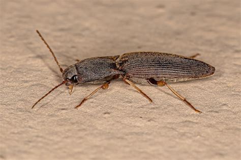 Premium Photo Adult Click Beetle