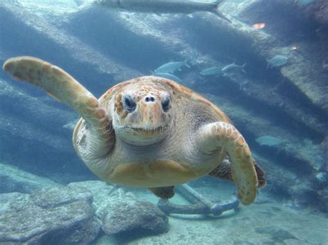 Selective Of A Loggerhead Sea Turtle Caretta Caretta Under The Ocean