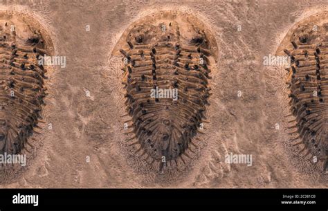 The Imprint Of The Trilobites In A Stone 500 Million Year Old Trilobite Trilobites Meaning