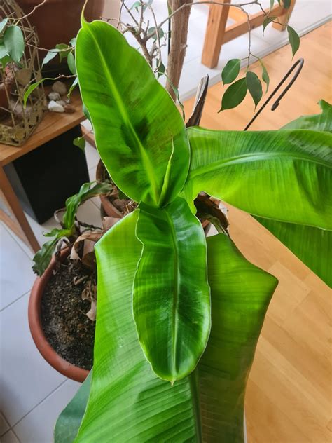 Banana Creates Unusual Small Leafs Rhouseplants