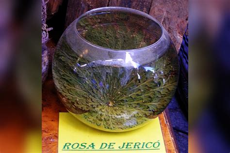 Flor De Jericó Qué Es Y Cuáles Son Sus Cuidados