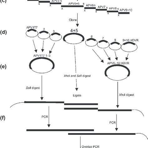 Schematic Representation Of Cloning Strategy For Generation Of A Cdna
