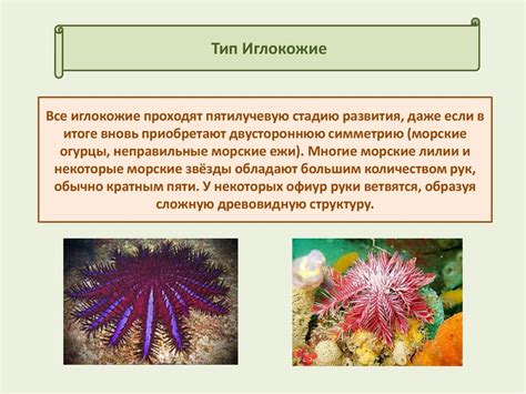 Иглокожие - презентация онлайн