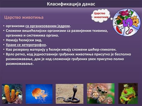 Klasifikacija Zivih Bica Pptx