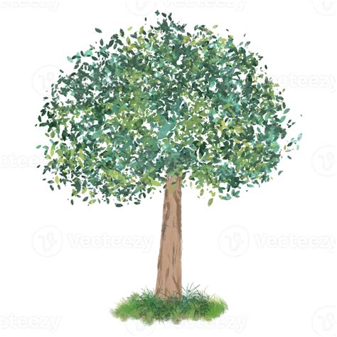 Nature Tree Landscape PNG