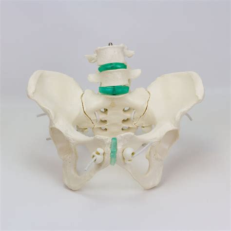 유연한 여성 골반 골격 및 요추 모델 Sku Mg34927 Nasco Healthcare