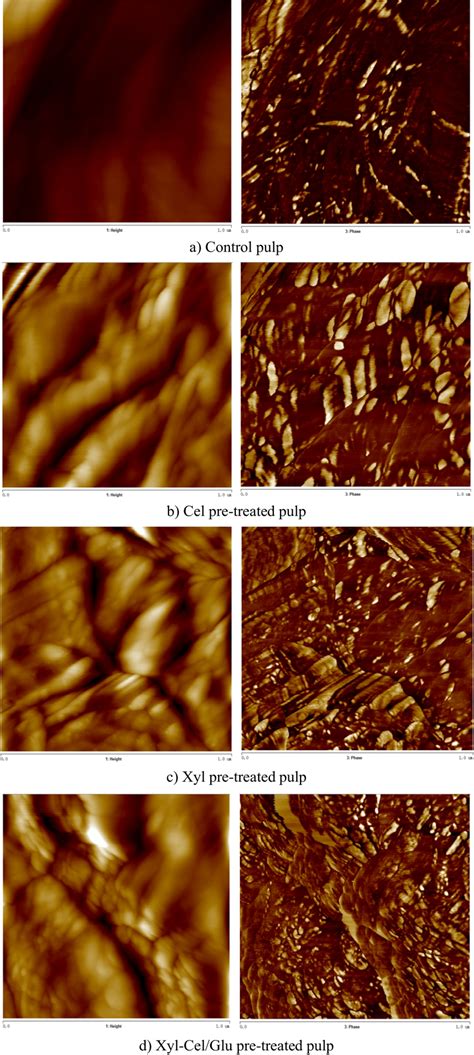Surface Microstructure Of Occ Pulp Fiber Download Scientific Diagram