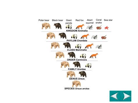 Classification Part 1 For Blog Ppt