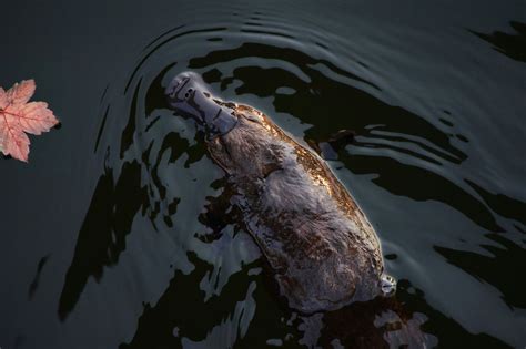 The Platypus Remarkable Australian Natures Most Puzzling Mammal