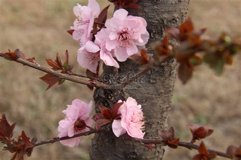 복숭아 꽃 사진 무료 다운로드 Lovepik