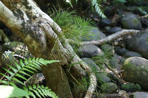 西表島植物図鑑 マツバラン