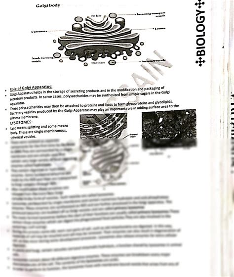 Solution The Cell Organelles Structure Function Scientific Facts And Diagrammatically