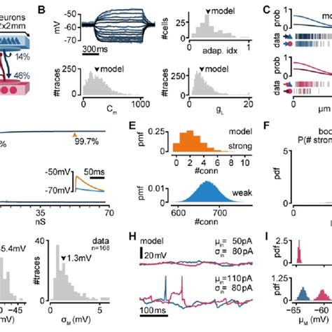 A Biologically Inspired Model Of Turtle Dorsal Cortex A Schematic Of Download Scientific
