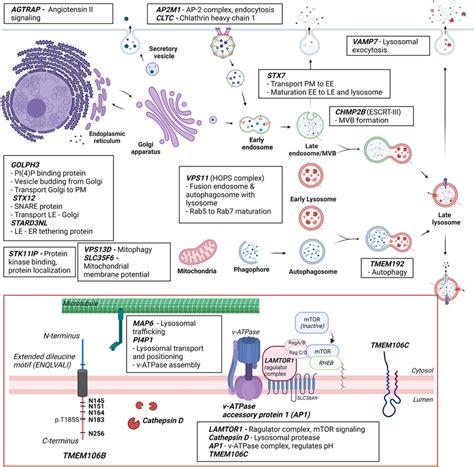 Schematic Presentation Of Reported Interaction Partners Of Tmem106b