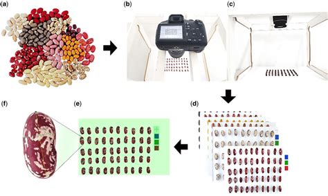 High Throughput Image Based Phenotyping For Common Bean Seed Size And Download Scientific