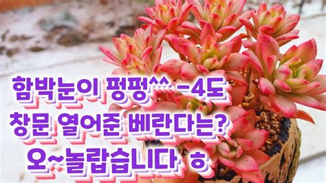 함박눈이 펑펑 내리는 영하 4도 창문 모두 개방한 실내베란다 온도는 놀랍습니다~ Youtube