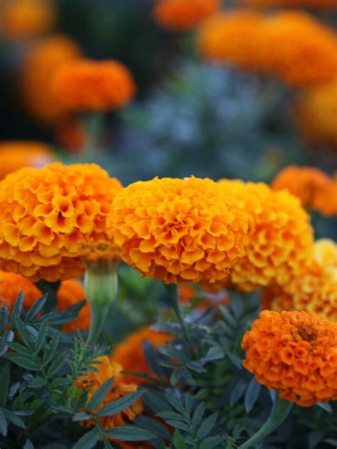 Farming Of Marigold Can Help In Adding Extra Income Agriculture Review