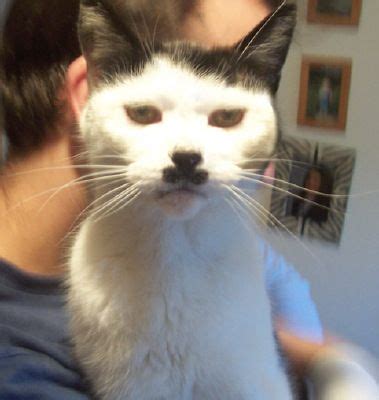 Cats That Look Like Hitler Artofit