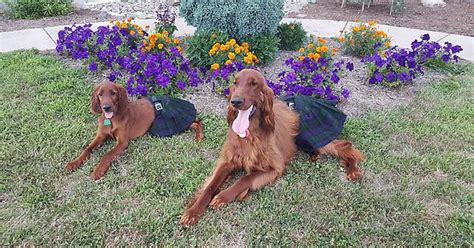 Finnigan And Little Reilly Album On Imgur