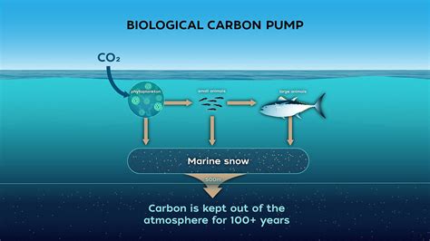 Ocean Topic Biological Carbon Pump