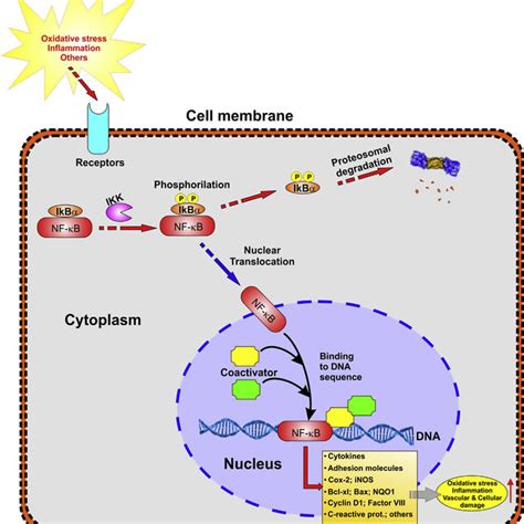 Cellular regulation of NF κB under stressed cellular conditions NF κB Download Scientific