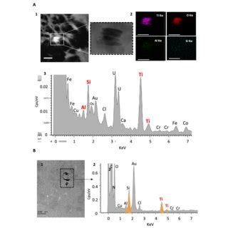 Analysis Of TiO 2 Particles By SEM EDX In Foetal Exudate A SEM Images Download Scientific