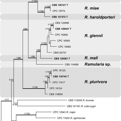 Phylogenetic Tree Resulting From A Bayesian Analysis Of The Combined Download Scientific