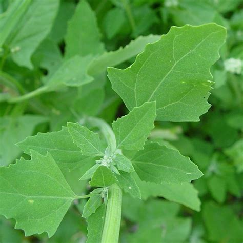 קציצות עדשים וכף אווז לבנההאשפותהגינות