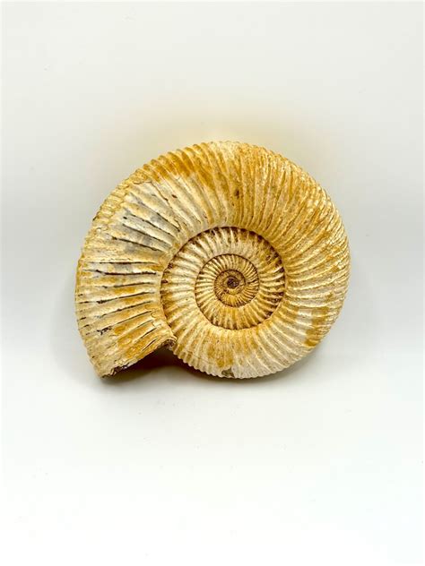 Perisphinctes Ammonite Fossil Jurassic Era Madagascar