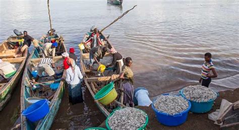 Nilotes In Kenya List Of Ethnic Groups And Regions They Occupy Tuko