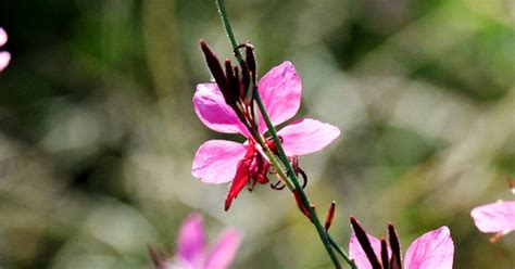 가을햇살에 빛나는 바늘꽃