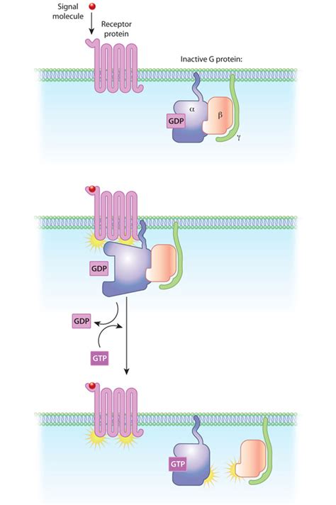 GPCR Learn Science At Scitable