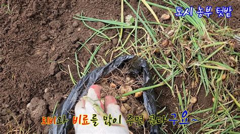 도시농부 쪽파종구 수확 Youtube