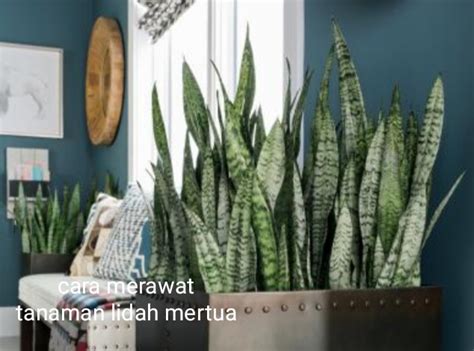 Cara Merawat Tanaman Lidah Mertua Dengan Baik Dan Benar Anti Gagal Seputar Informasi Dan