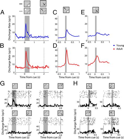 A Average Population Peristimulus Time Histogram For Neurons With